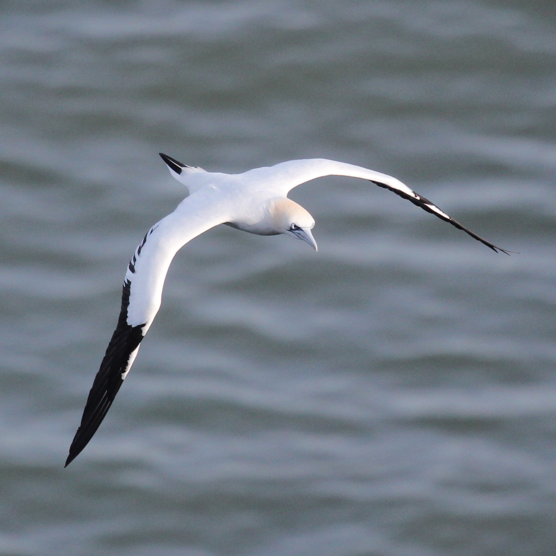 Gannet Style | Life Spirit by Mark Conway