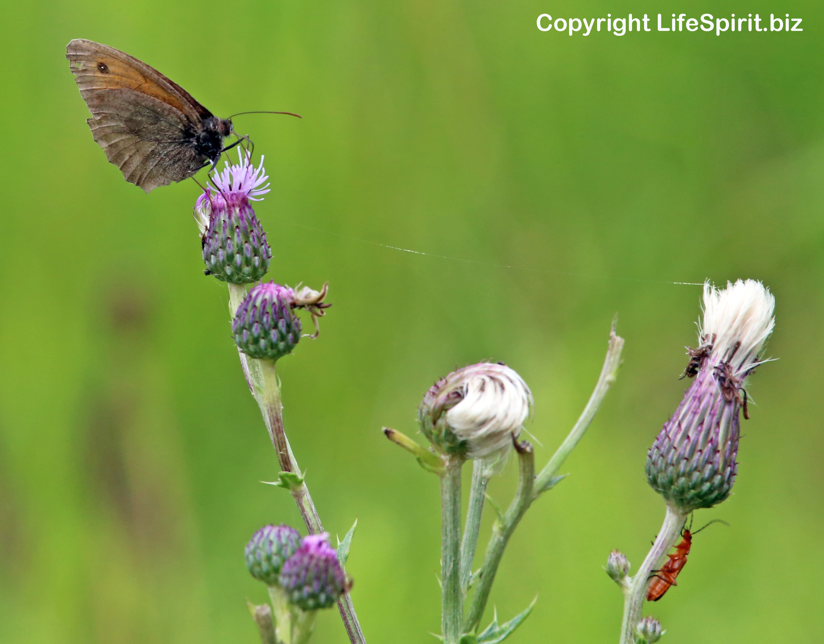 Insect Circus | Life Spirit by Mark Conway