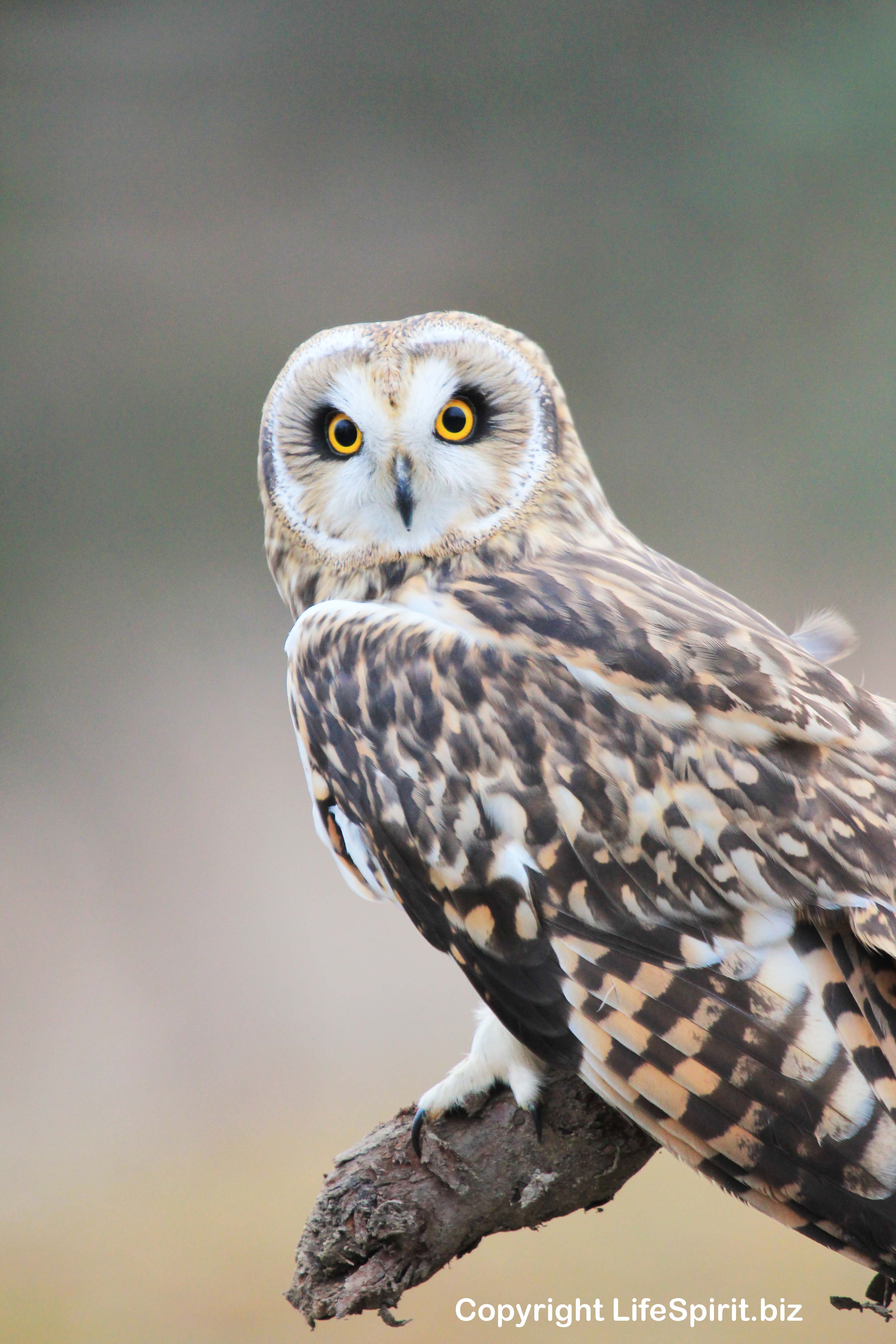 Britain’s Got Talons | Life Spirit by Mark Conway