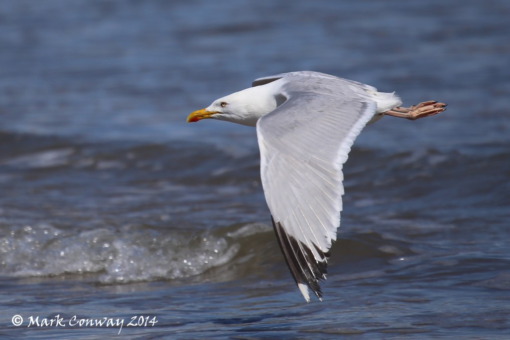 Surf Patrol | Life Spirit by Mark Conway
