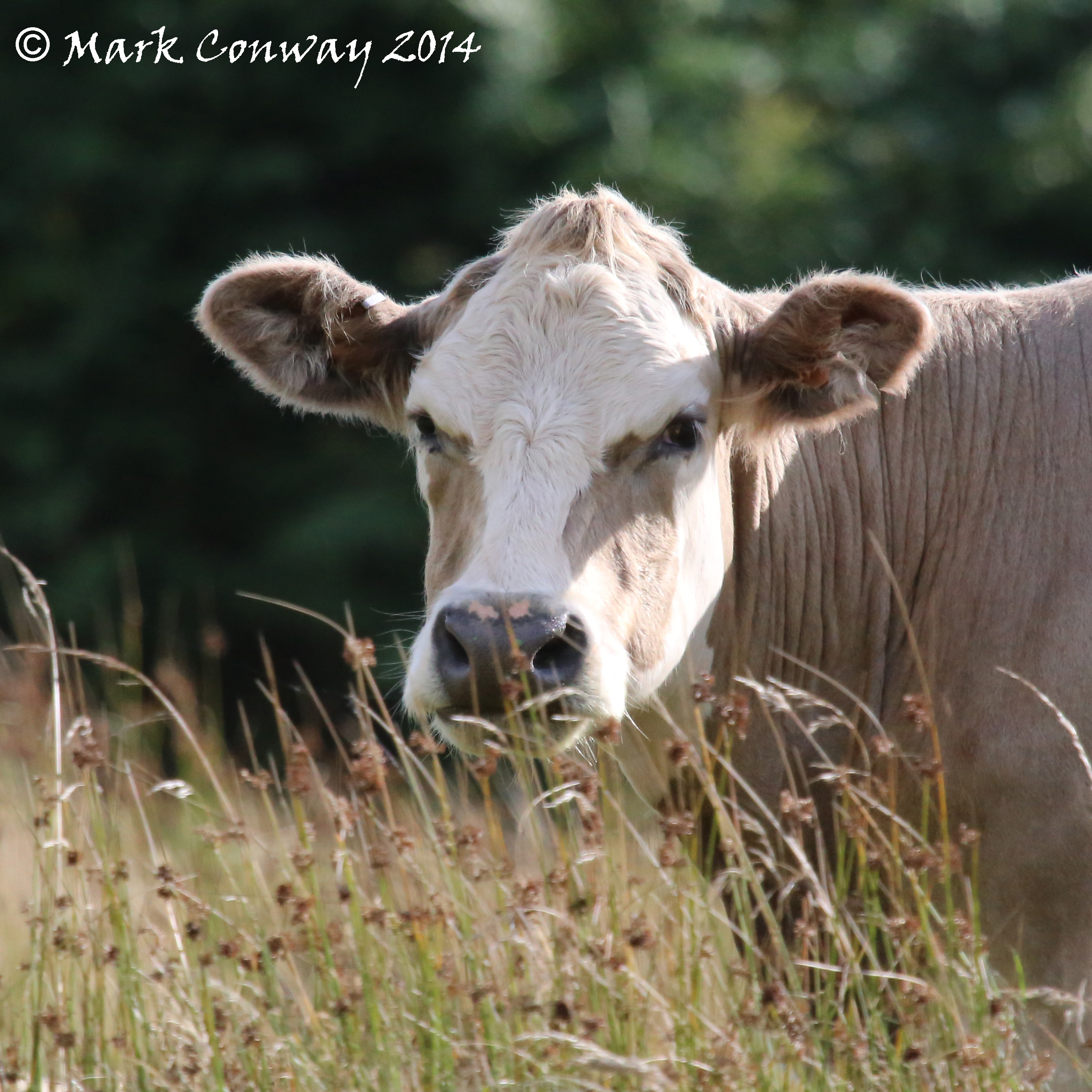 Mooody Meadow | Life Spirit by Mark Conway
